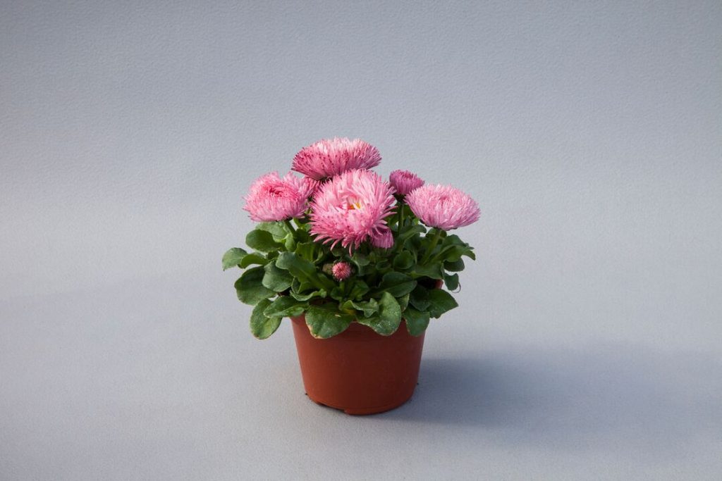 Bellis perennis Bam Bam Rose - Muller Seeds
