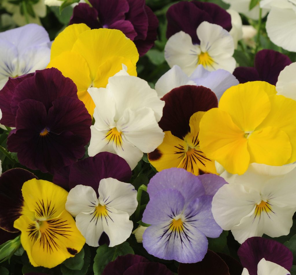 Viola wittrockiana Cool Wave Mix - Muller Seeds